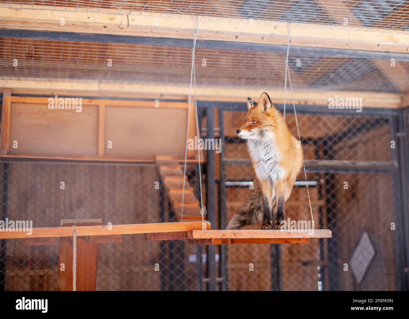 Wild red Fox sitting in a cage at the zoo. High quality photo Stock ...