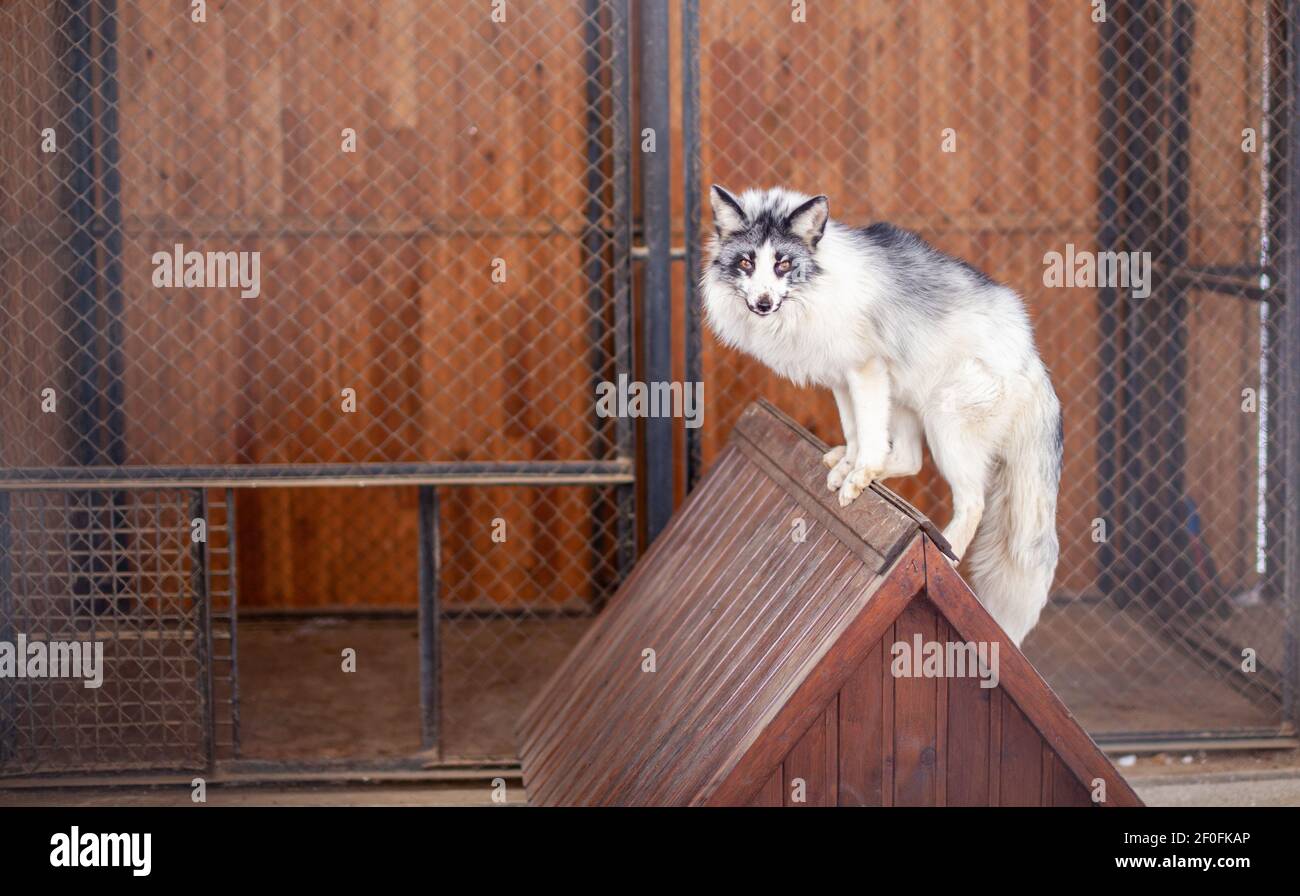 Beautiful, fluffy white fox in the zoo. A wild animal in an animal ...