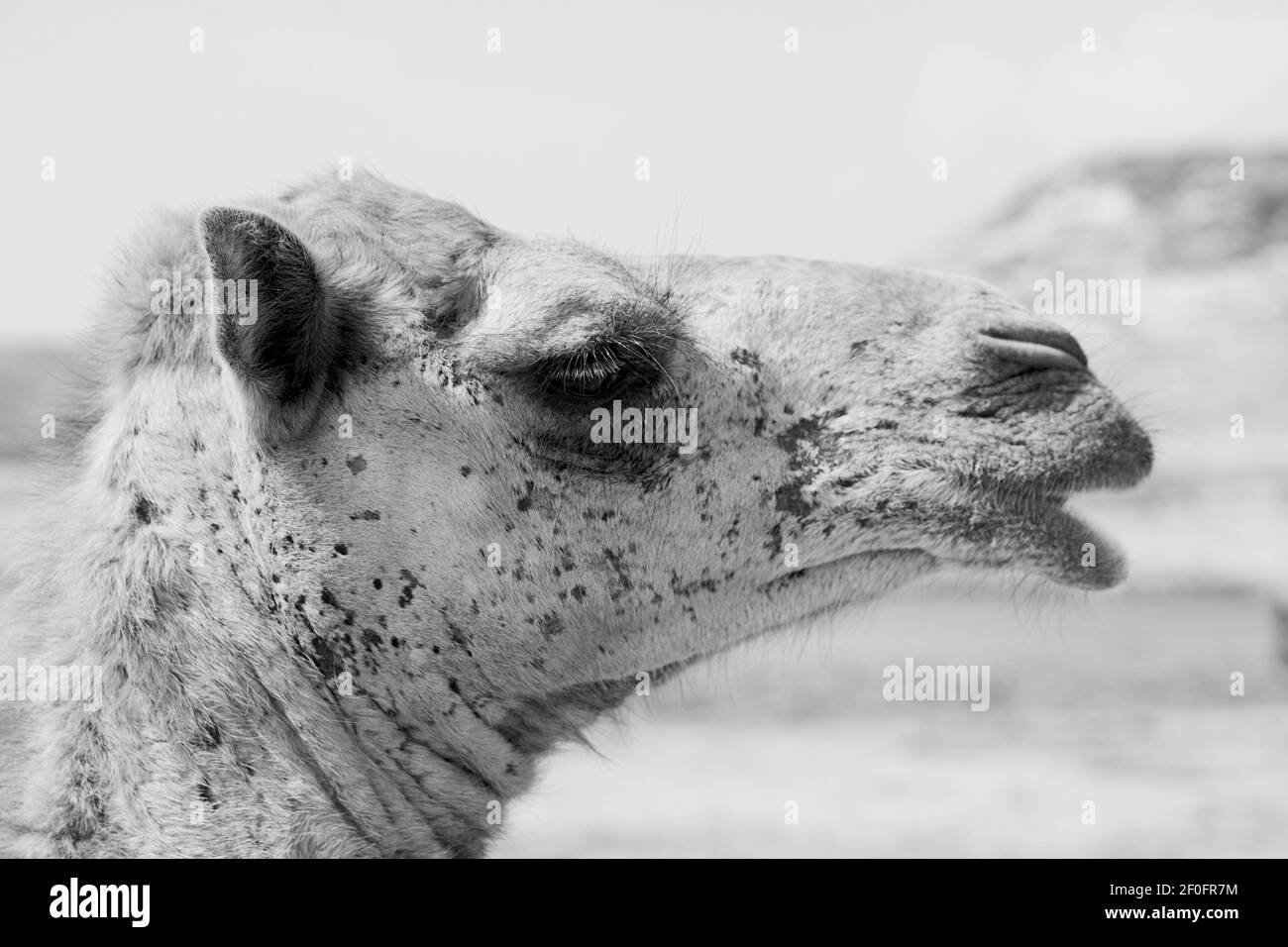 In oman camel empty quarter of desert a free dromedary near the sea ...
