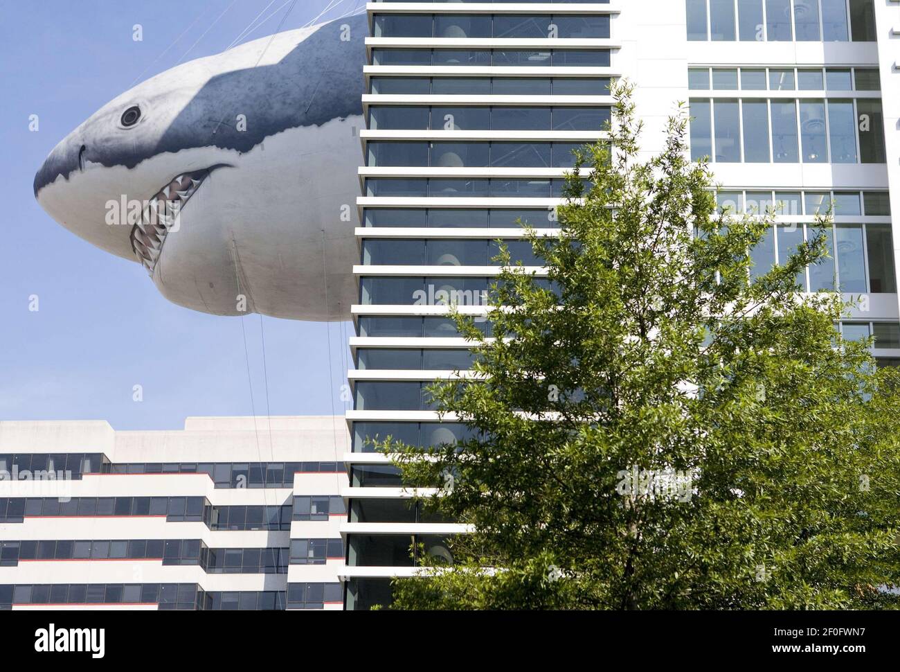 23 July 2010 - Silver Spring, Maryland - A large shark head, fins and ...