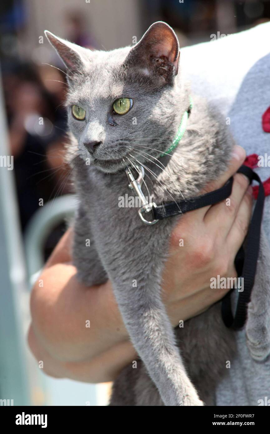 25 July 2010- Hollywood, California- Catherine the cat arrives to the ...