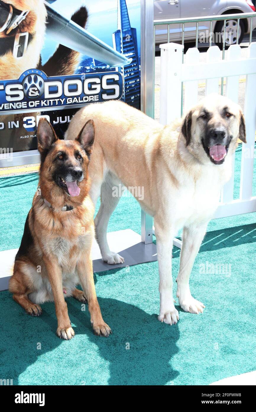 Cats And Dogs Movie Butch