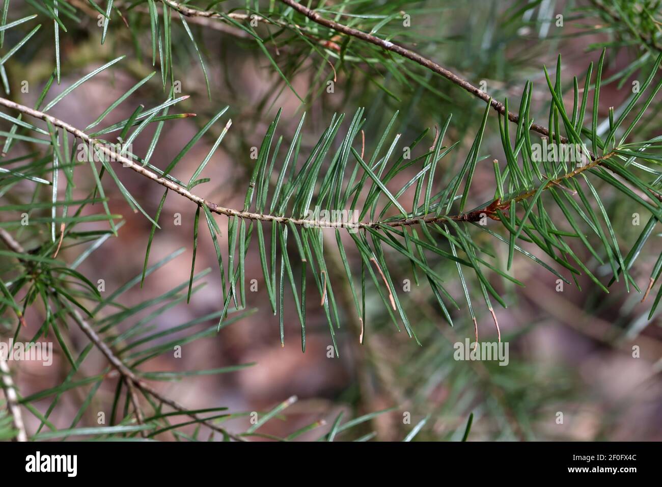 Narrow conifer hi-res stock photography and images - Alamy