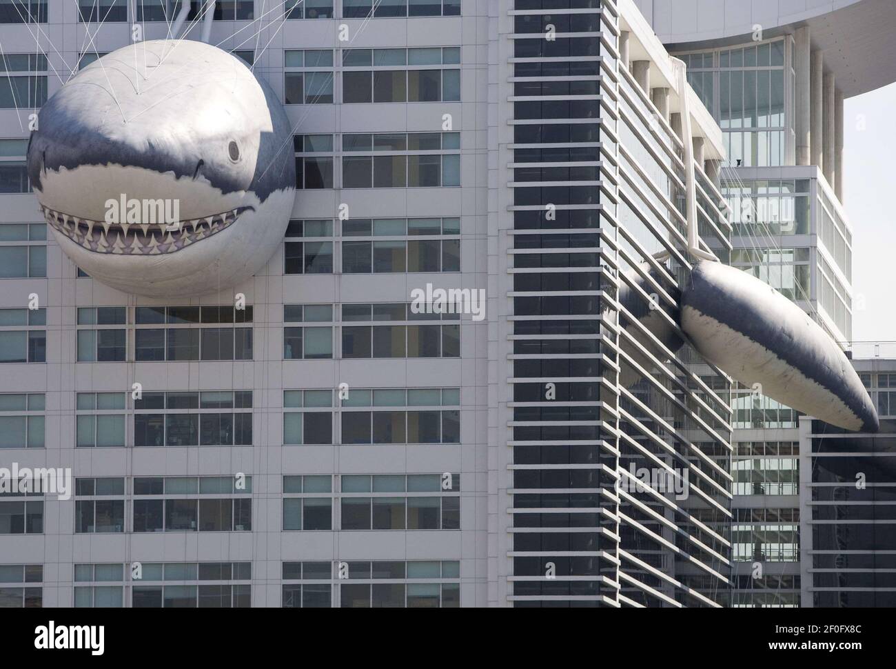 23 July 2010 - Silver Spring, Maryland - A large shark head, fins and ...