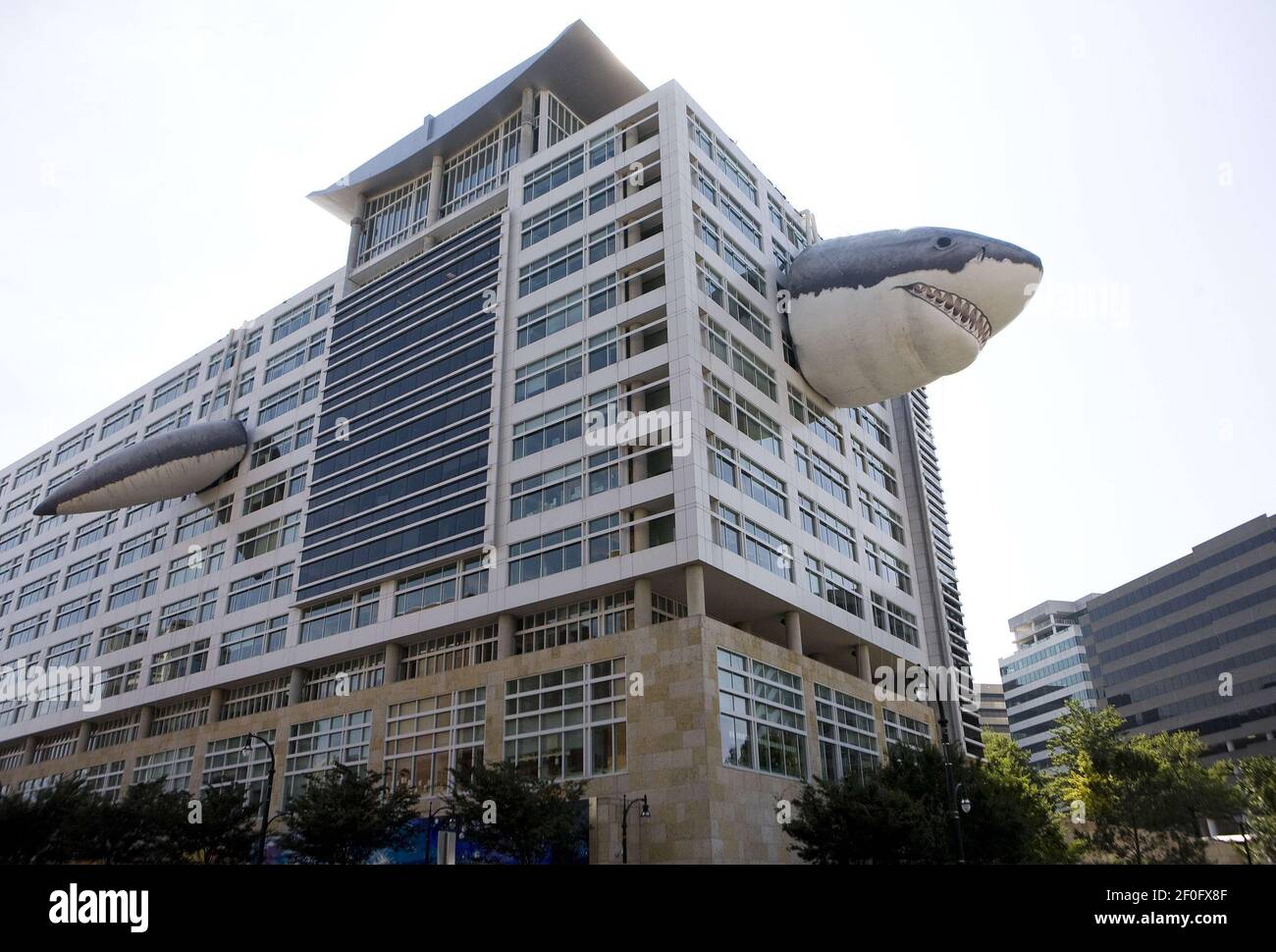 23 July 2010 - Silver Spring, Maryland - A large shark head, fins and ...