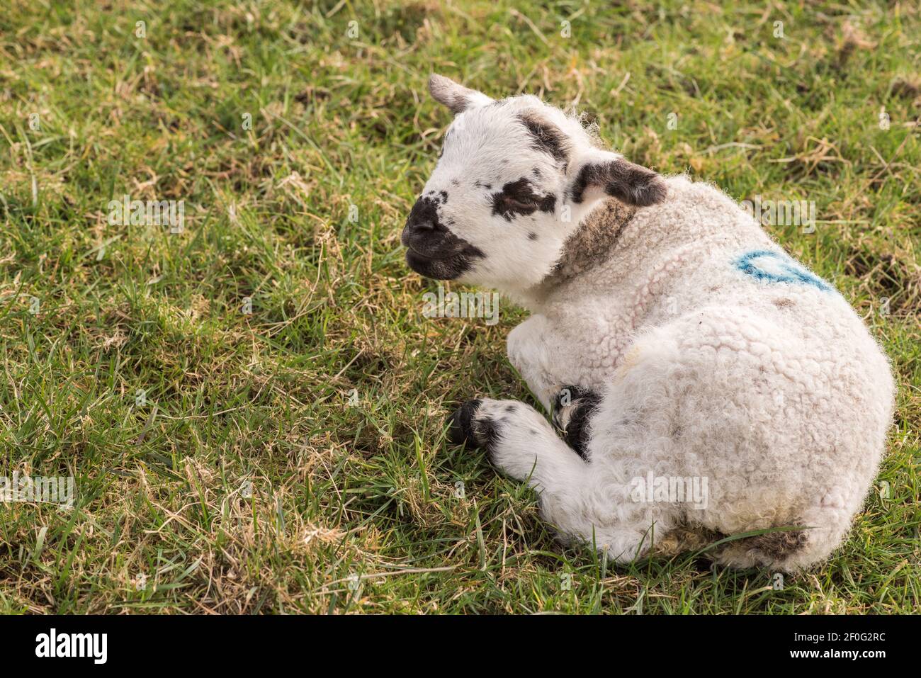 Lambs in early march hi-res stock photography and images - Alamy