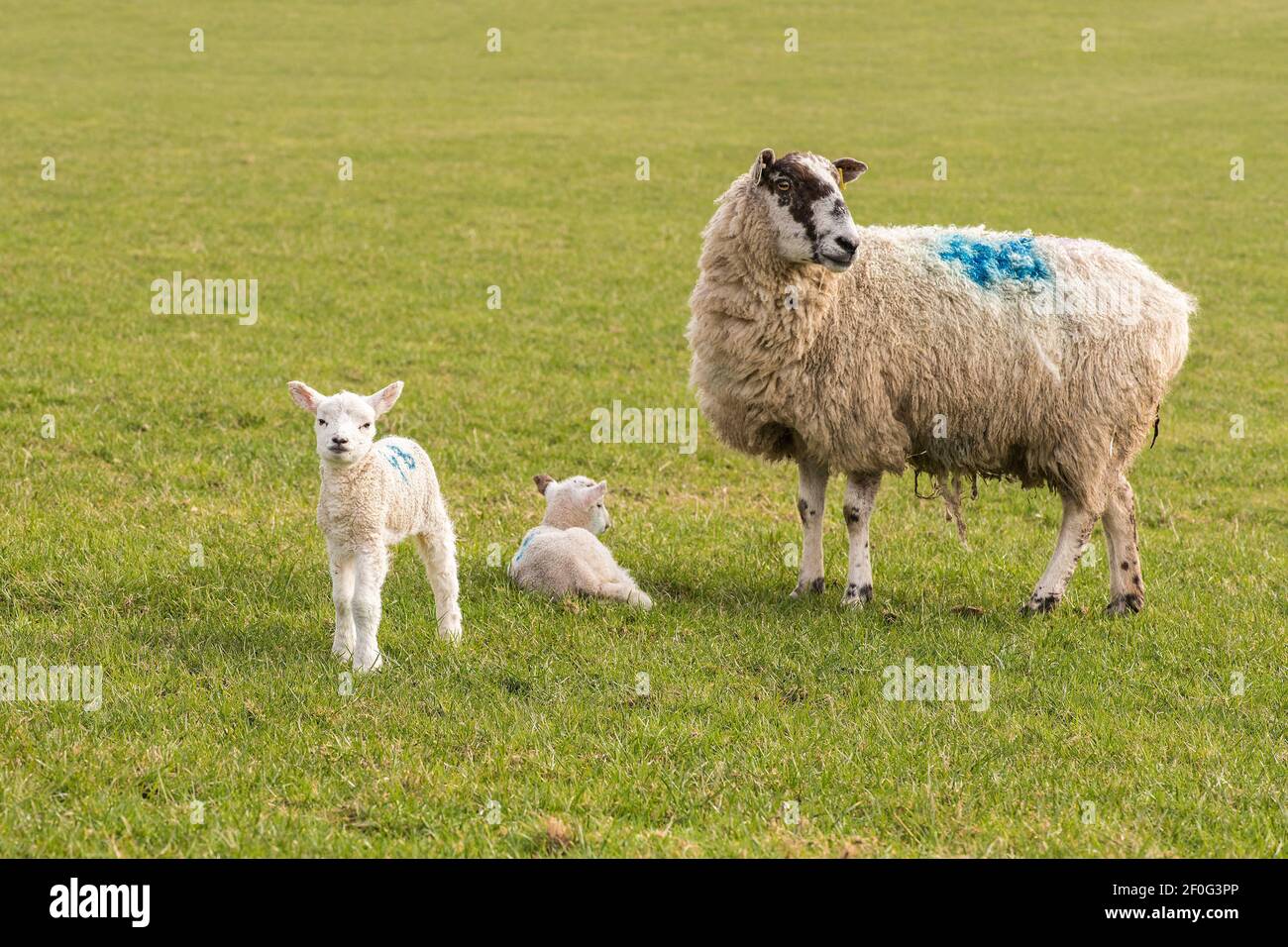 Lambs in early march hi-res stock photography and images - Alamy