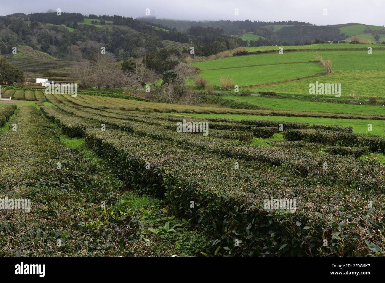 Tea plantation with terraced hills and tea bushes in rows Stock Photo ...