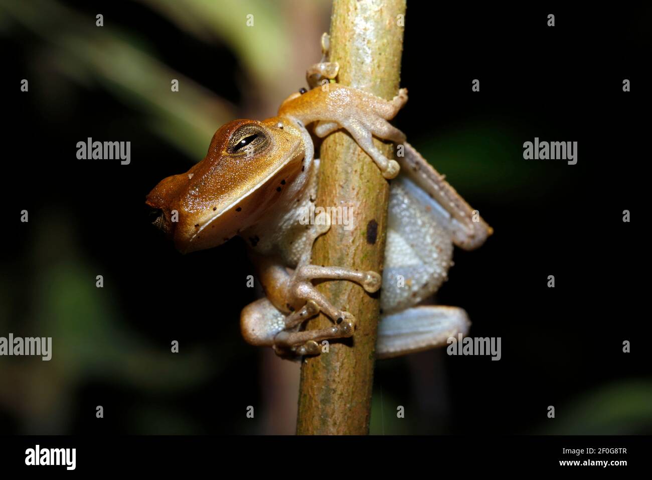 Amazon rainforest peru frog hi-res stock photography and images - Alamy