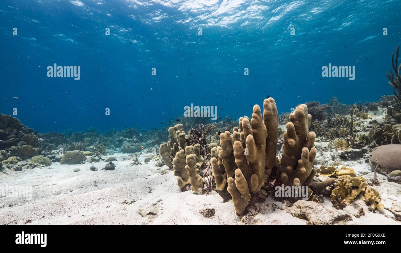 Seascape in coral reef of Caribbean Sea, Curacao with fish, Pillar ...