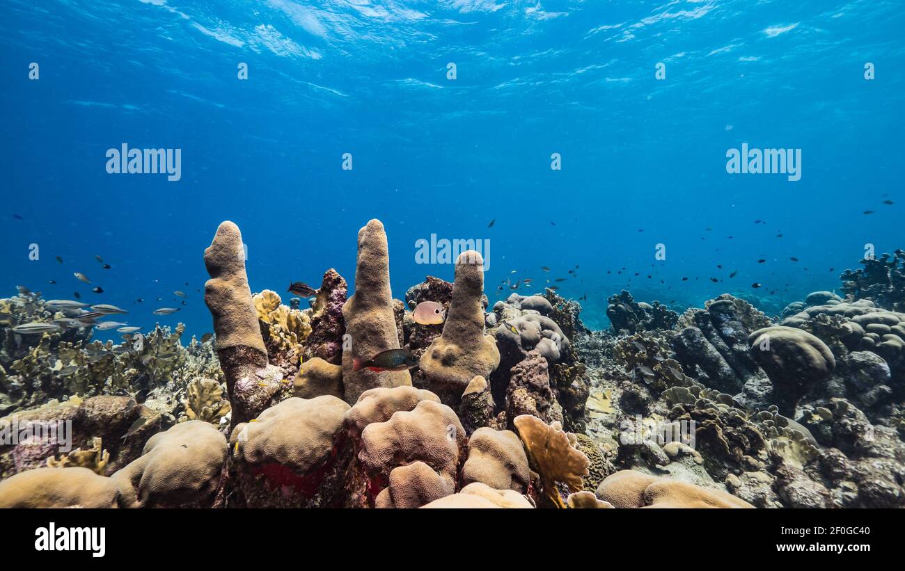 Seascape in coral reef of Caribbean Sea, Curacao with fish, Pillar ...