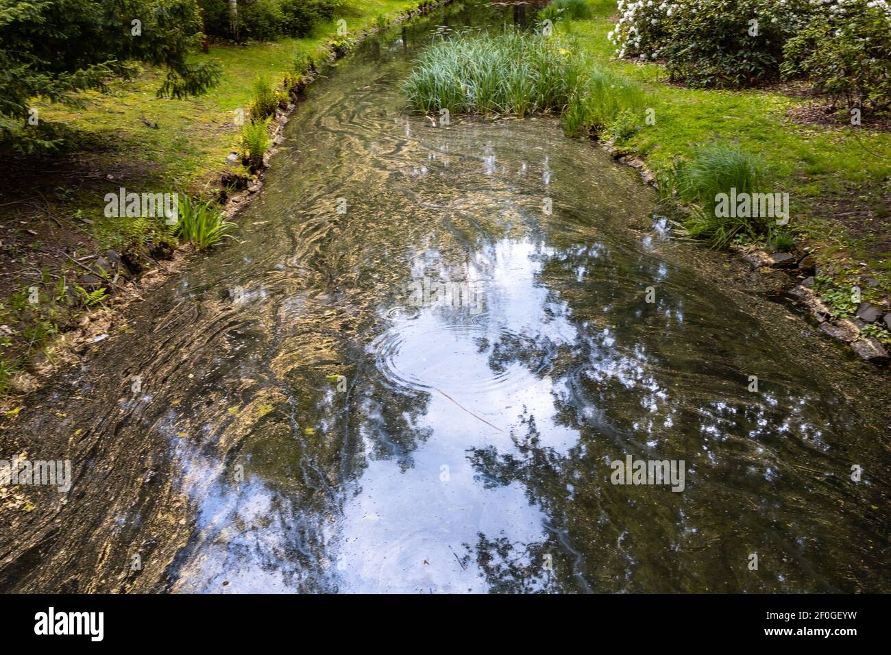 Tree and bushes dust on water surface in old park Stock Photo - Alamy