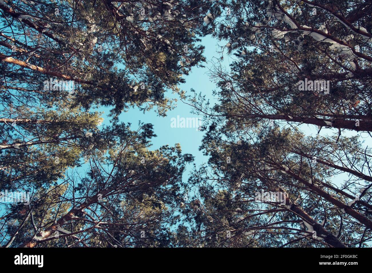 View from below, tops of tall trees of pine forest and blue sky ...