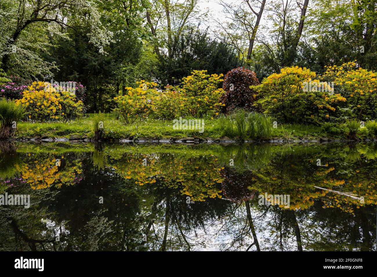 Bushes around pond hi-res stock photography and images - Alamy