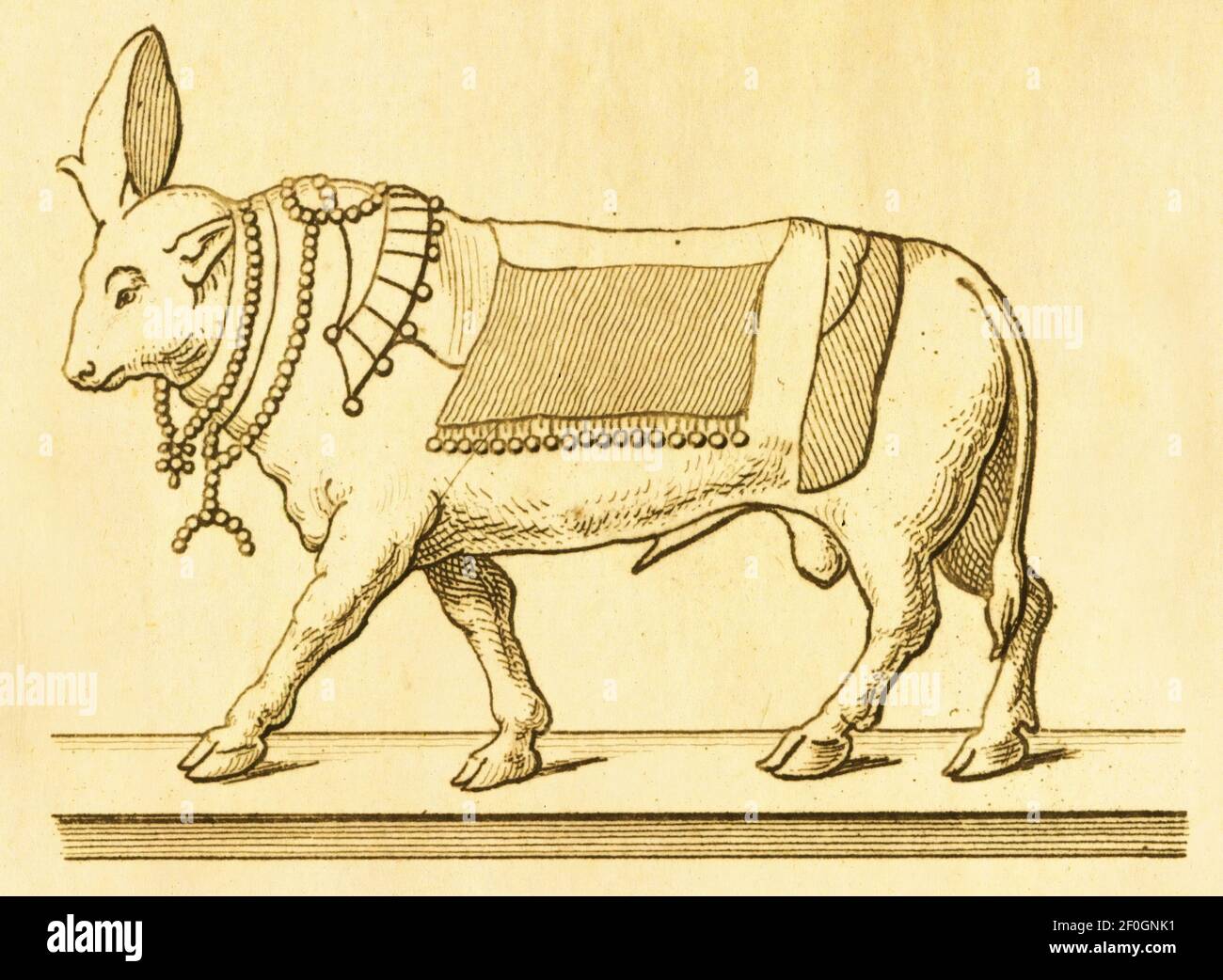19th-century engraving of Egyptian god Apis. Published in ...