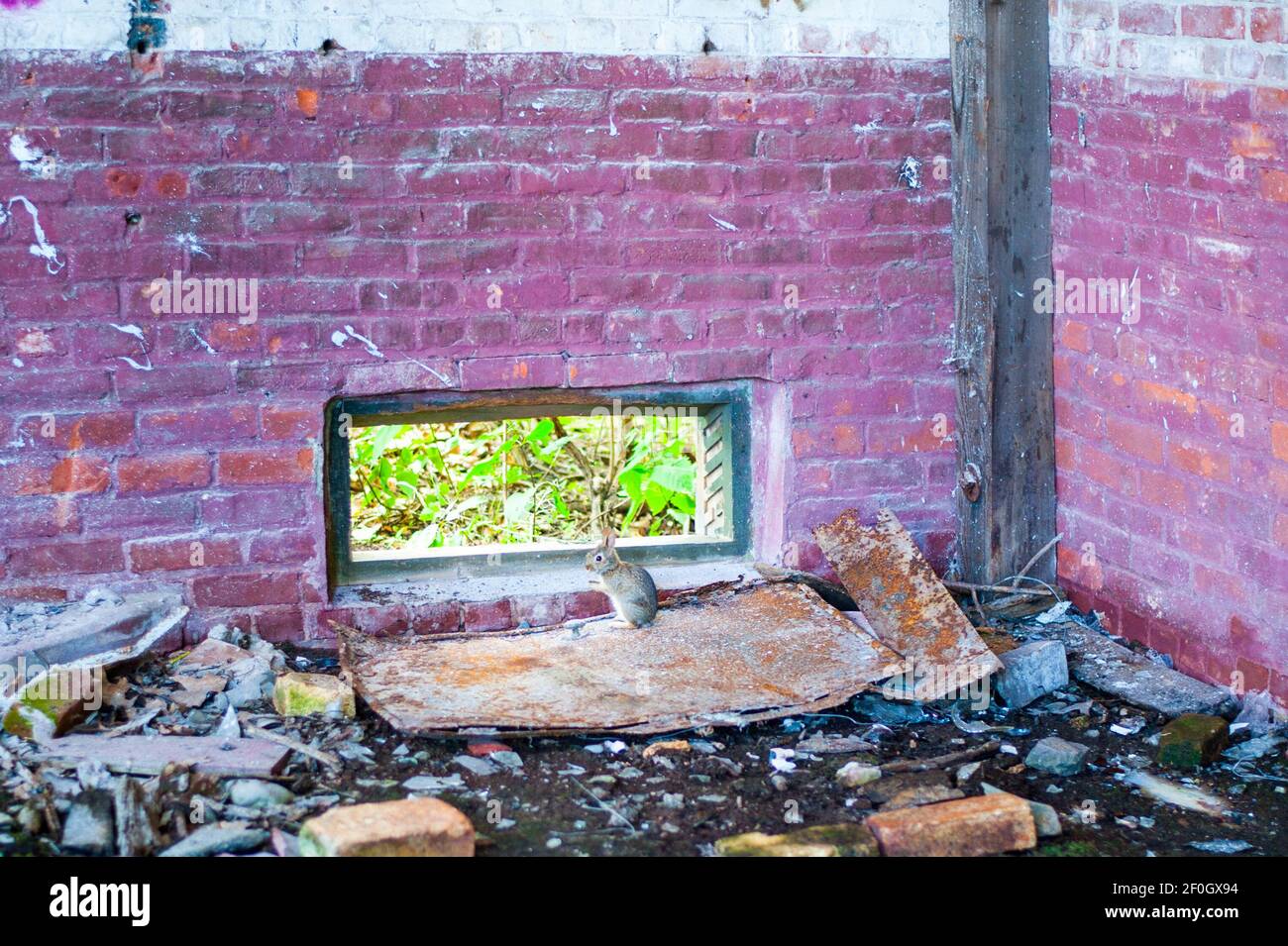 A little bunny sitting on the refuse left over in the basement of an ...