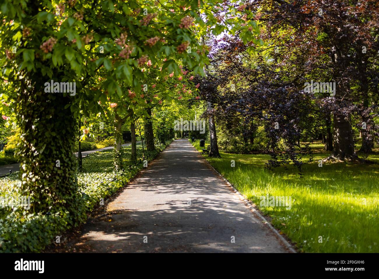 Long path with trees and bushes and benches on side Stock Photo - Alamy