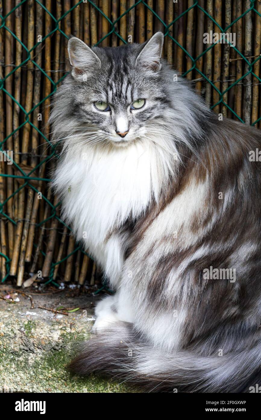 European domestic cat, Lyon, France Stock Photo - Alamy