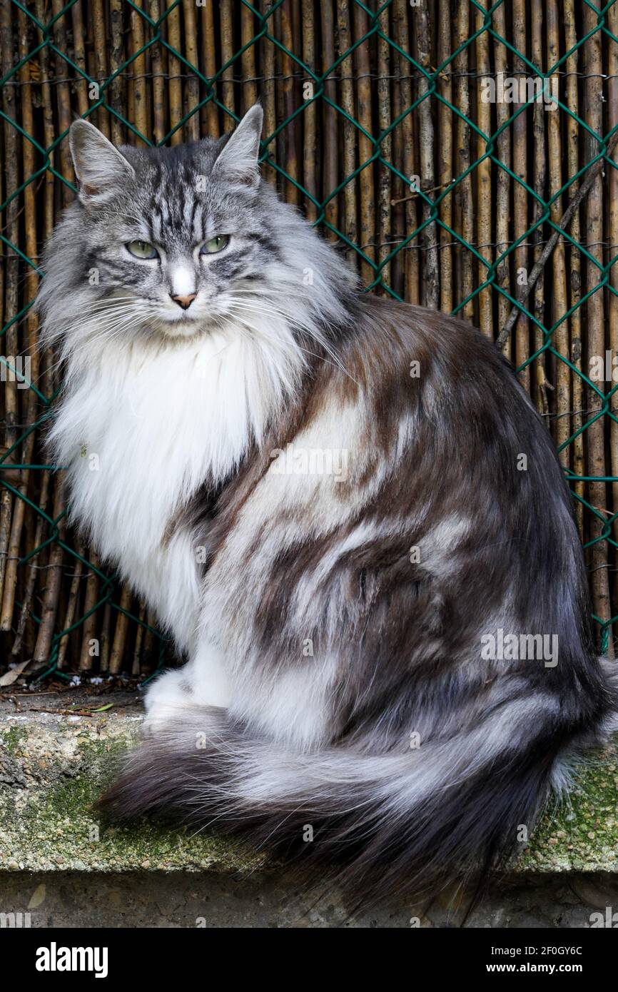 European domestic cat, Lyon, France Stock Photo - Alamy