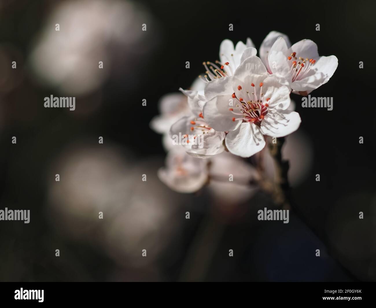 Macro of a blooming blood plum - carasifera Pissardii Stock Photo - Alamy