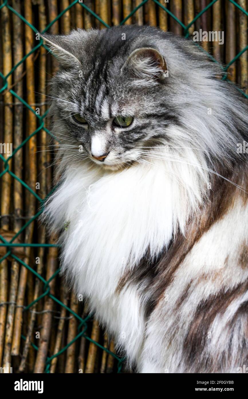 European domestic cat, Lyon, France Stock Photo - Alamy