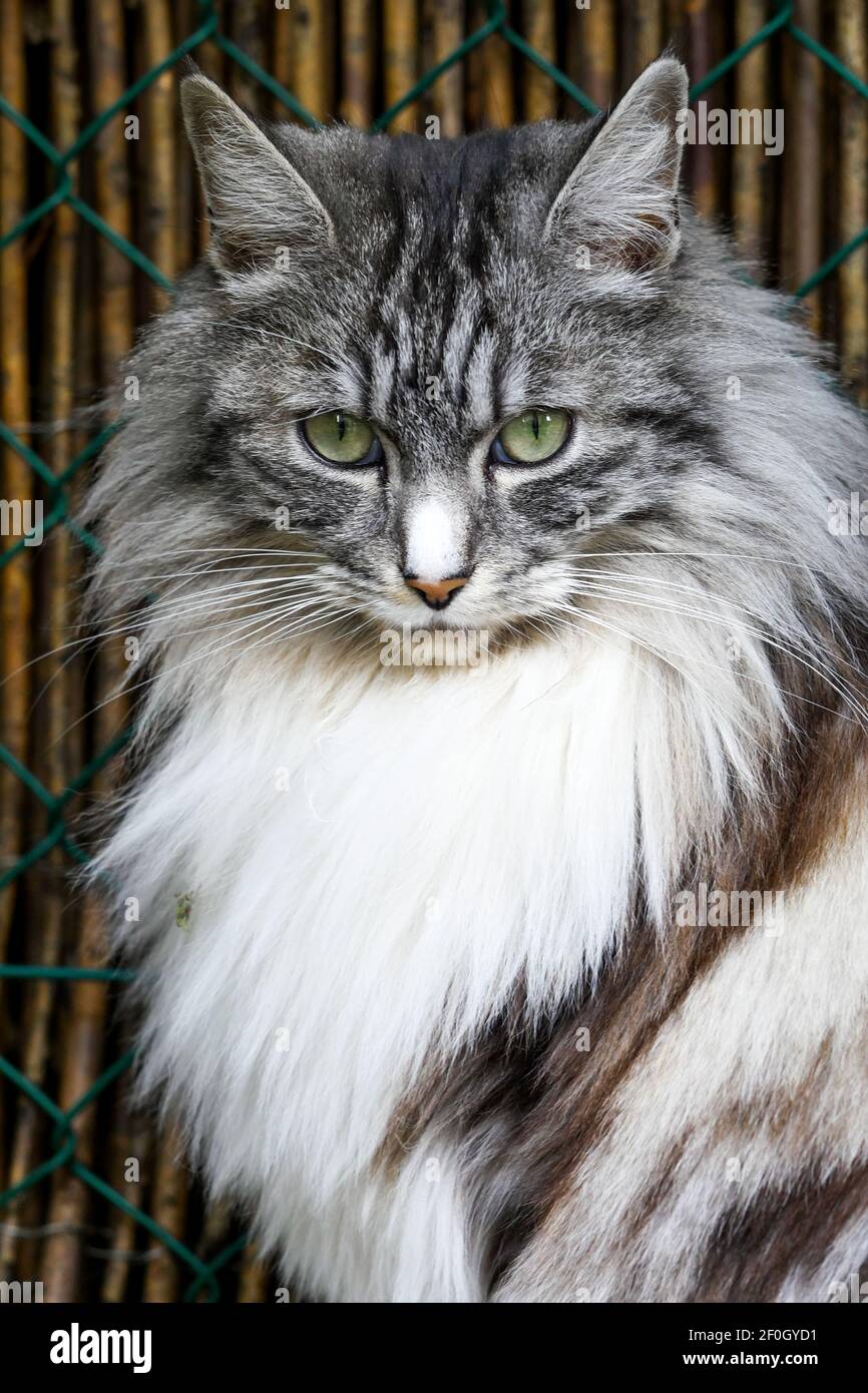 European domestic cat, Lyon, France Stock Photo - Alamy