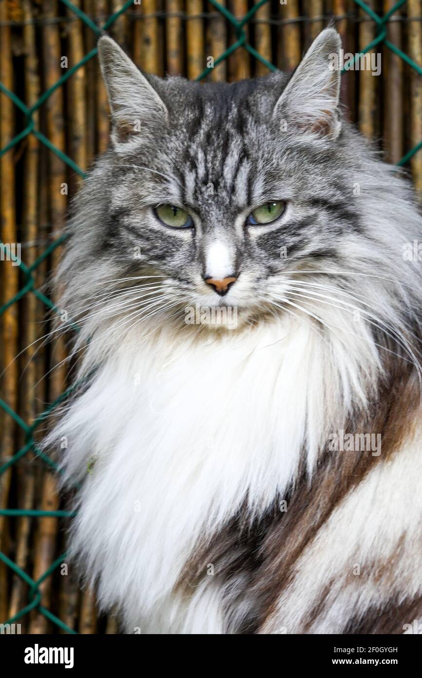 European domestic cat, Lyon, France Stock Photo - Alamy