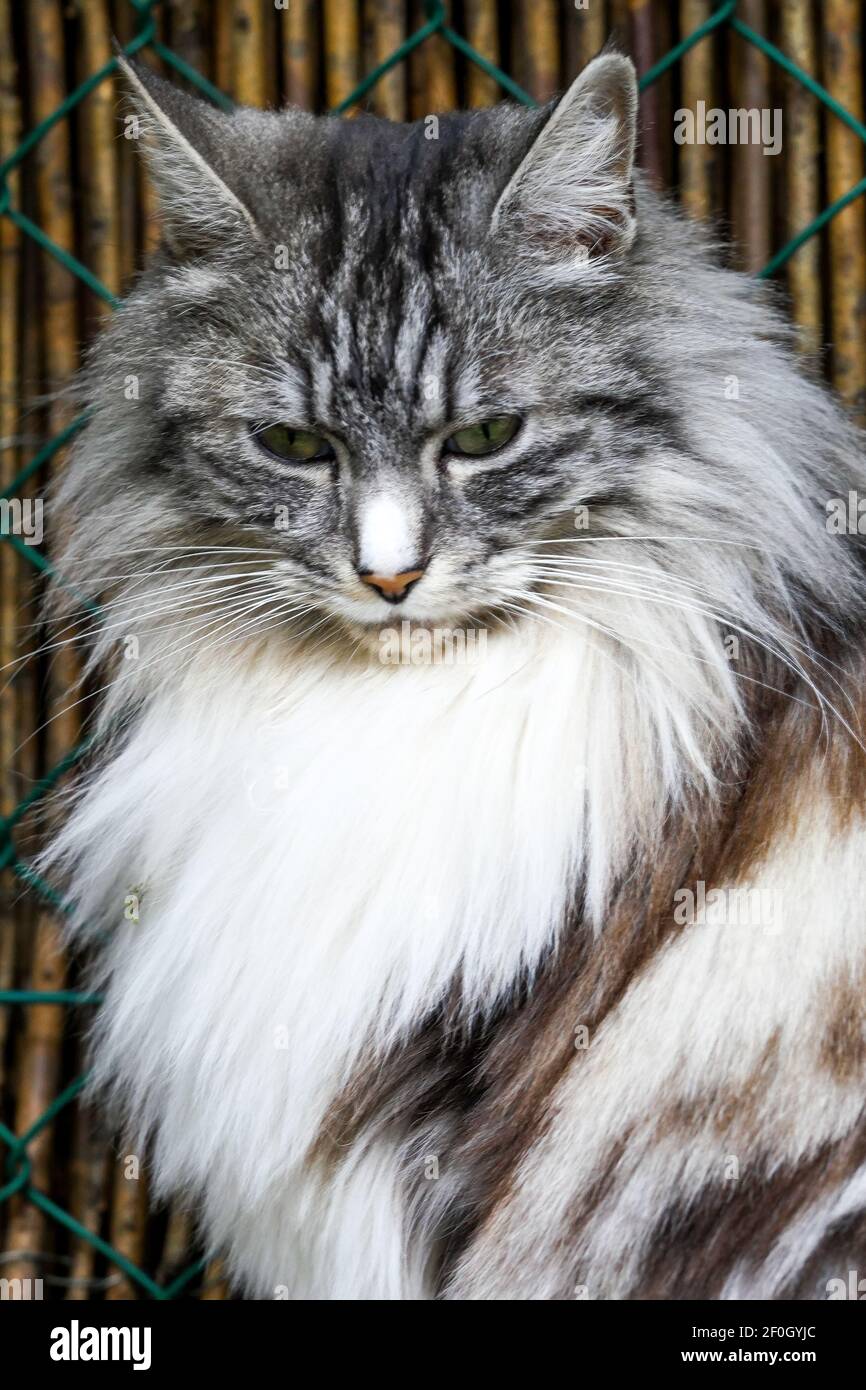 European domestic cat, Lyon, France Stock Photo - Alamy