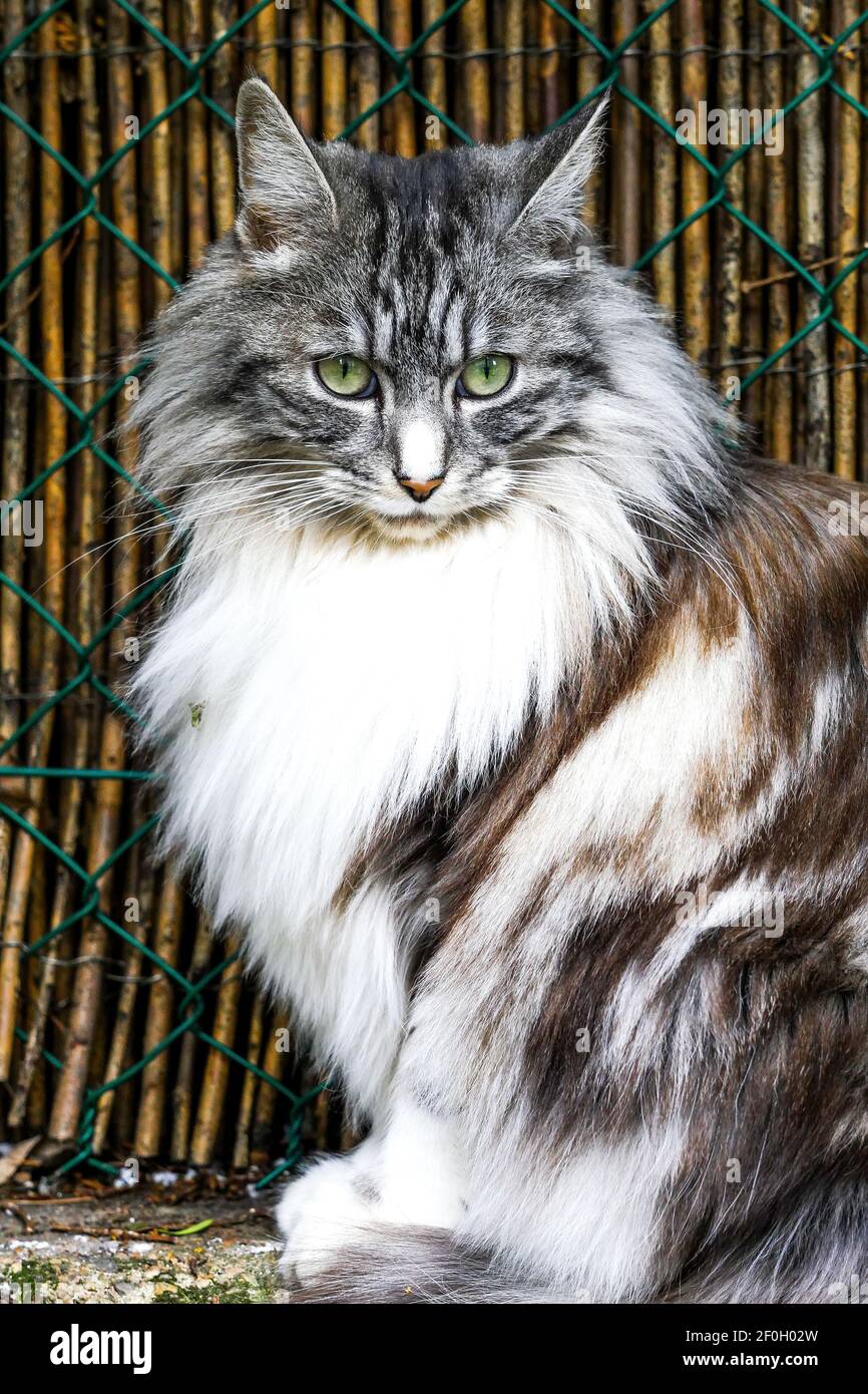 European domestic cat, Lyon, France Stock Photo - Alamy