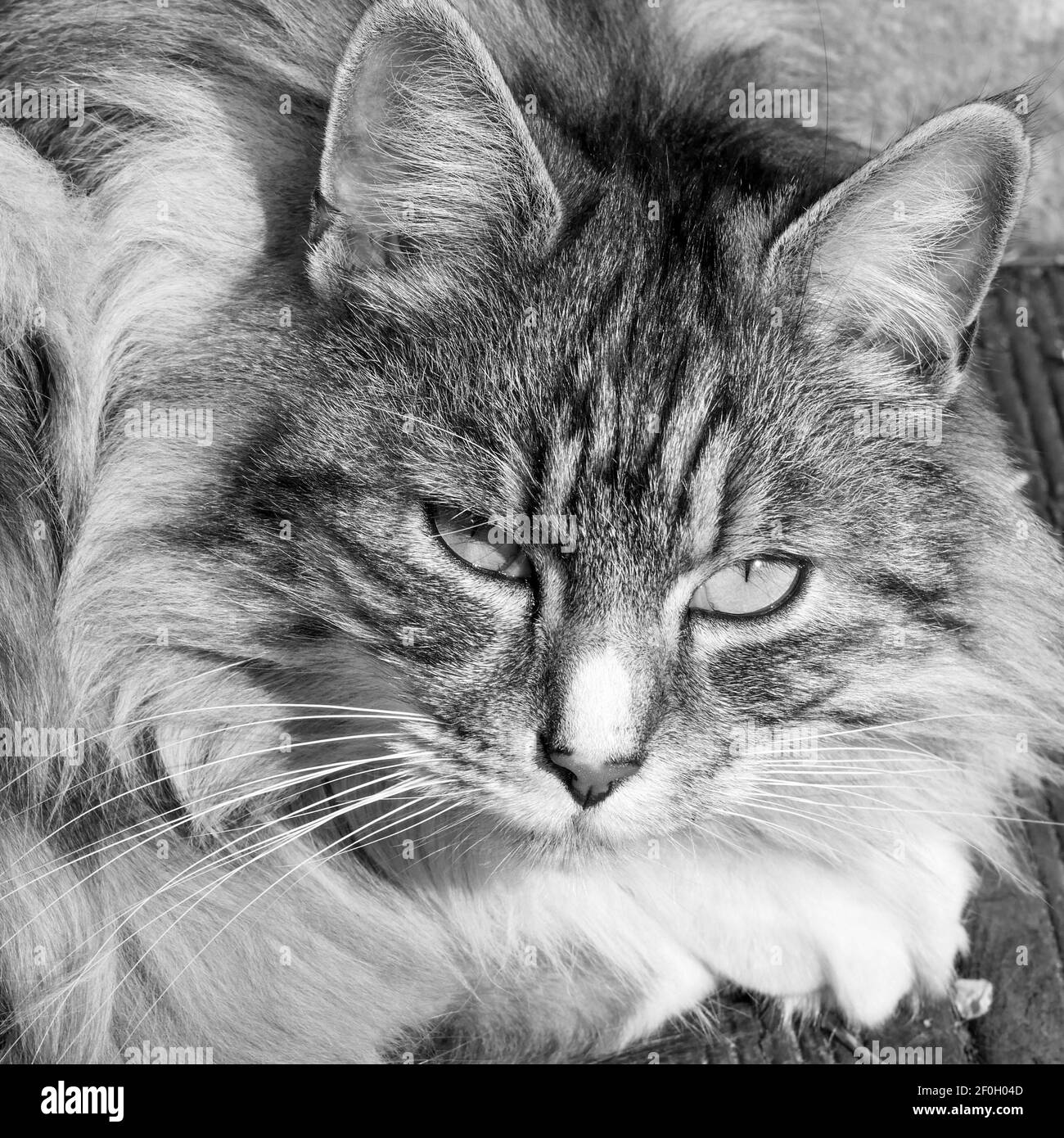 European domestic cat, Lyon, France Stock Photo - Alamy