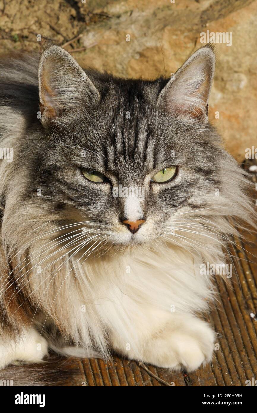 European domestic cat, Lyon, France Stock Photo - Alamy