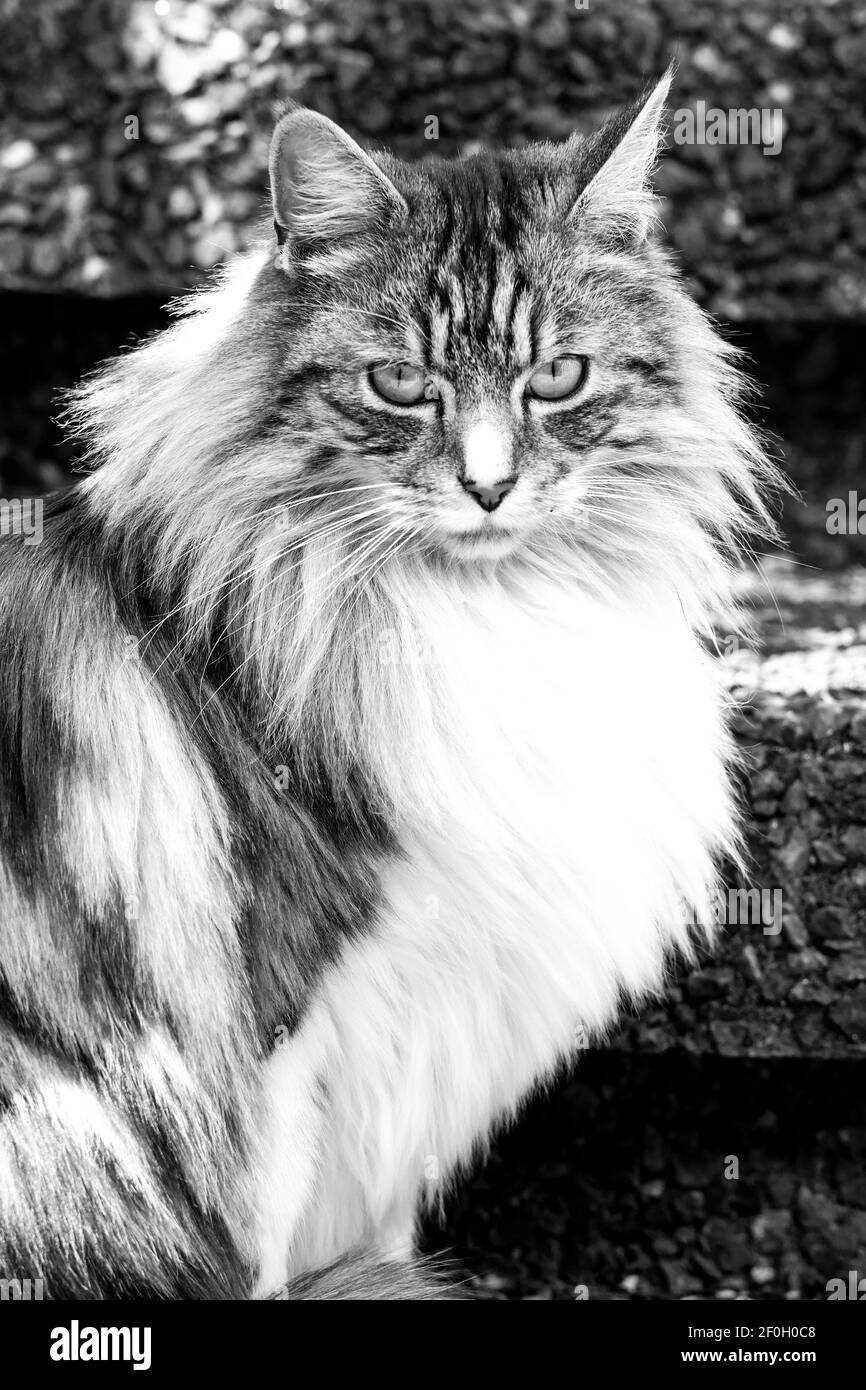 Long haired creature Black and White Stock Photos & Images - Alamy
