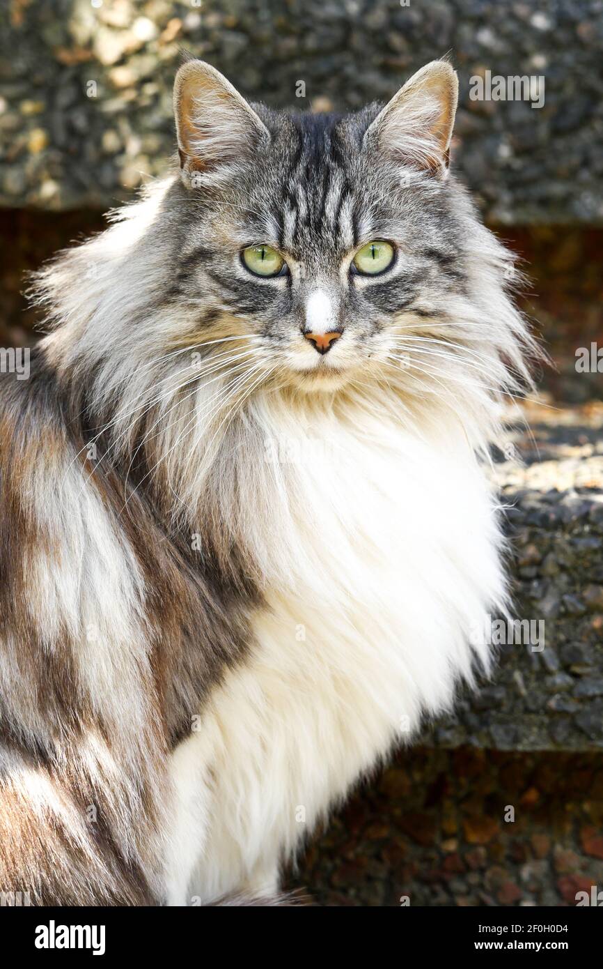 European domestic cat, Lyon, France Stock Photo - Alamy