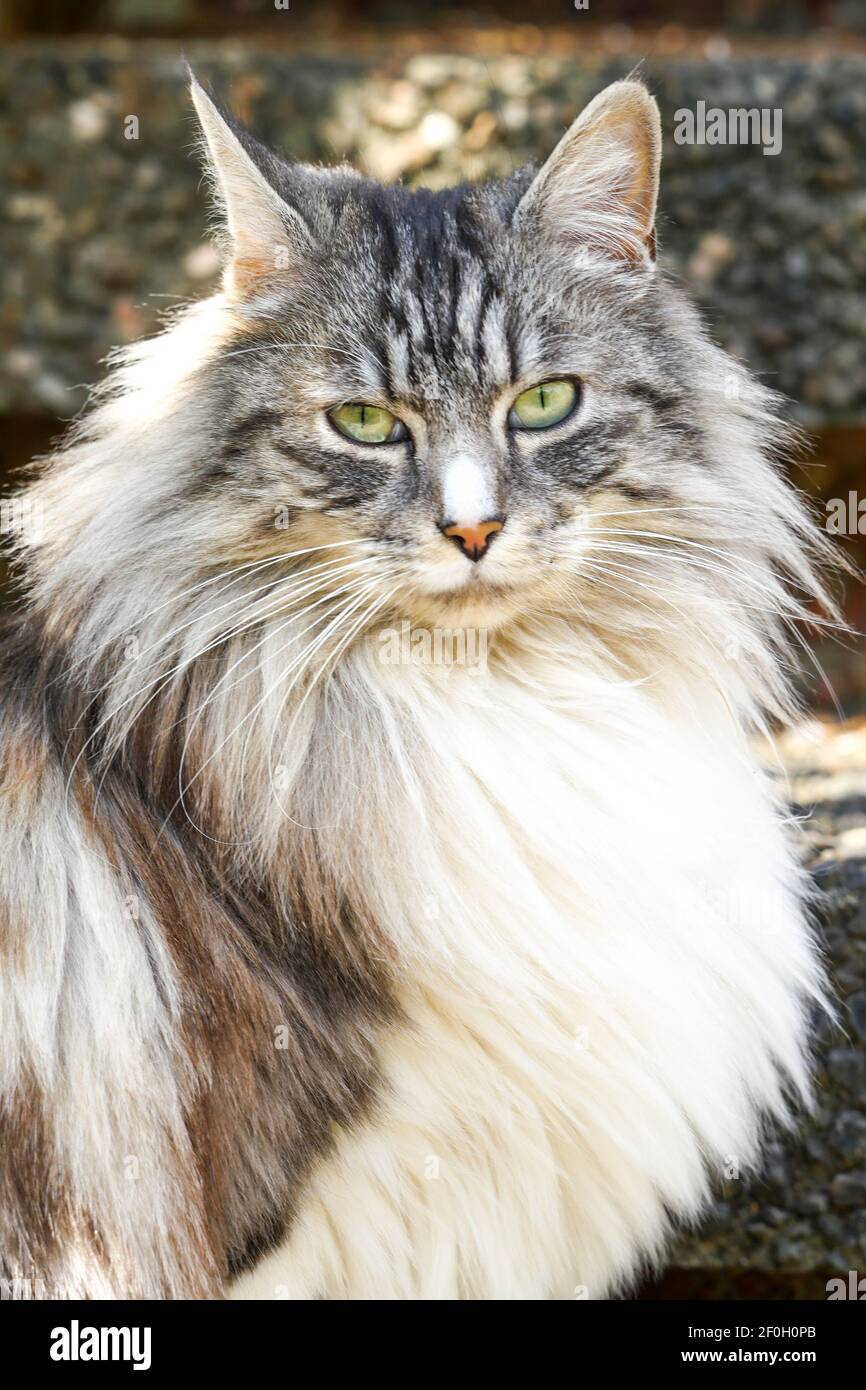 European domestic cat, Lyon, France Stock Photo - Alamy