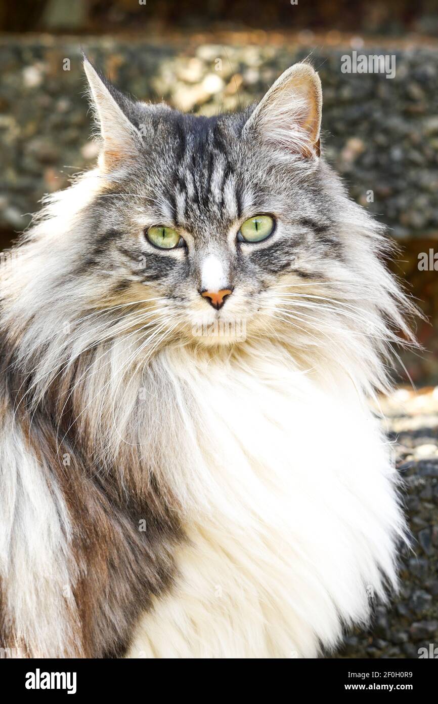 European domestic cat, Lyon, France Stock Photo - Alamy