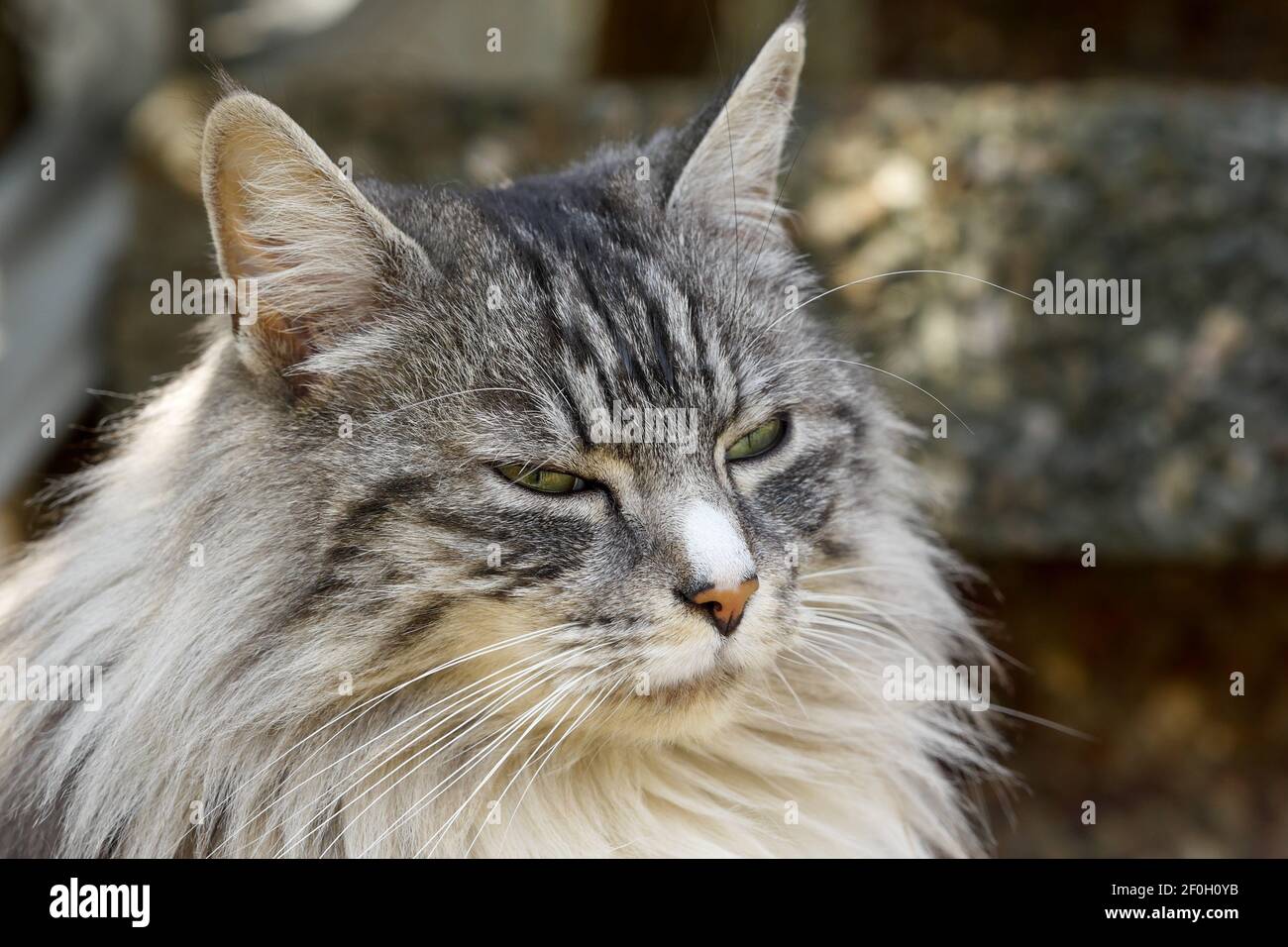 European domestic cat, Lyon, France Stock Photo - Alamy