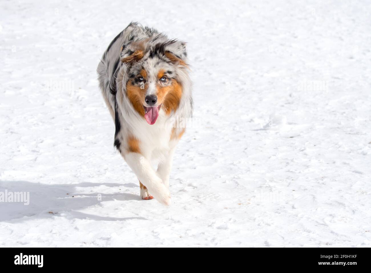 blue merle Australian shepherd dog runs on snow in Sass Pordoi in ...