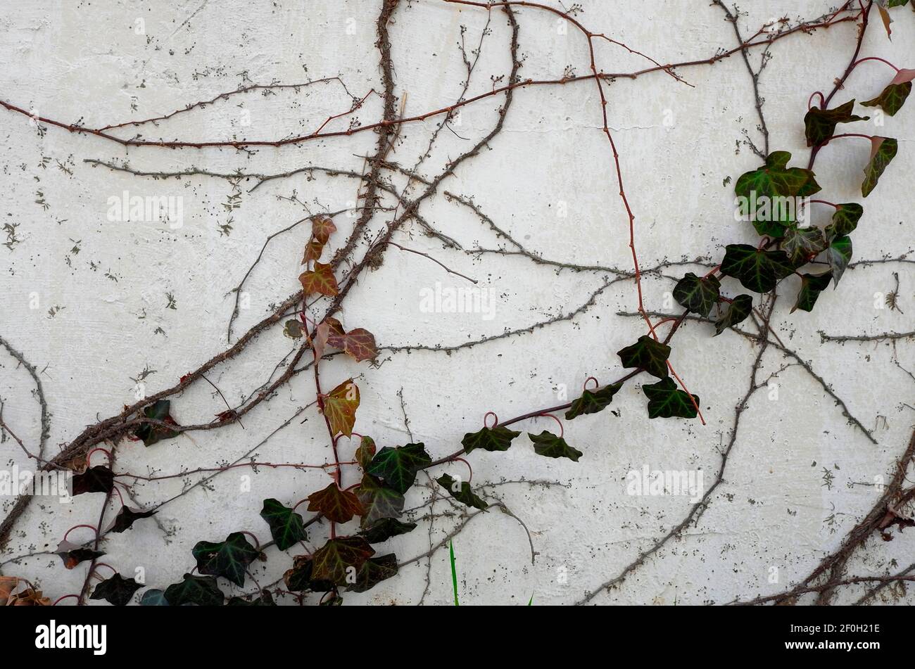 Vine background hi-res stock photography and images - Alamy