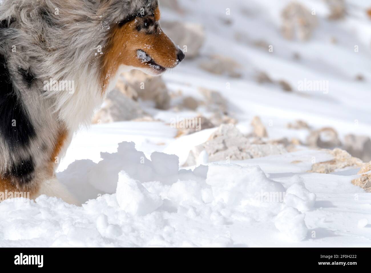 blue merle Australian shepherd dog runs on snow in Sass Pordoi in ...