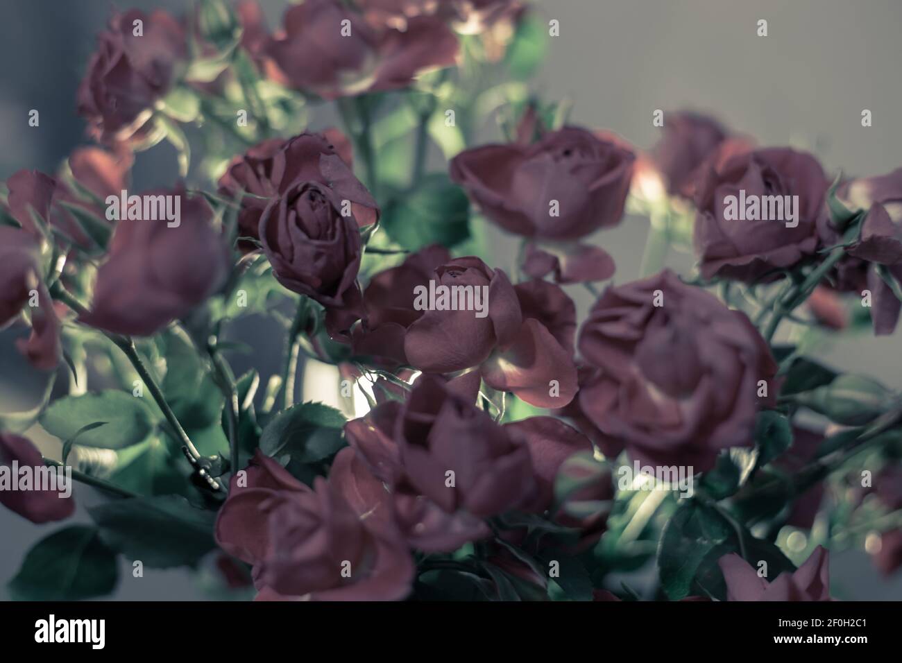 bouquet of dark roses of red color, blurred background, concept of ...