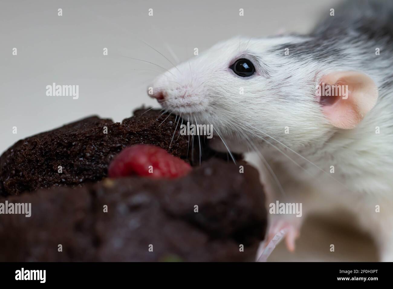 A cute and funny decorative white gray rat sniffs and wants to eat a ...