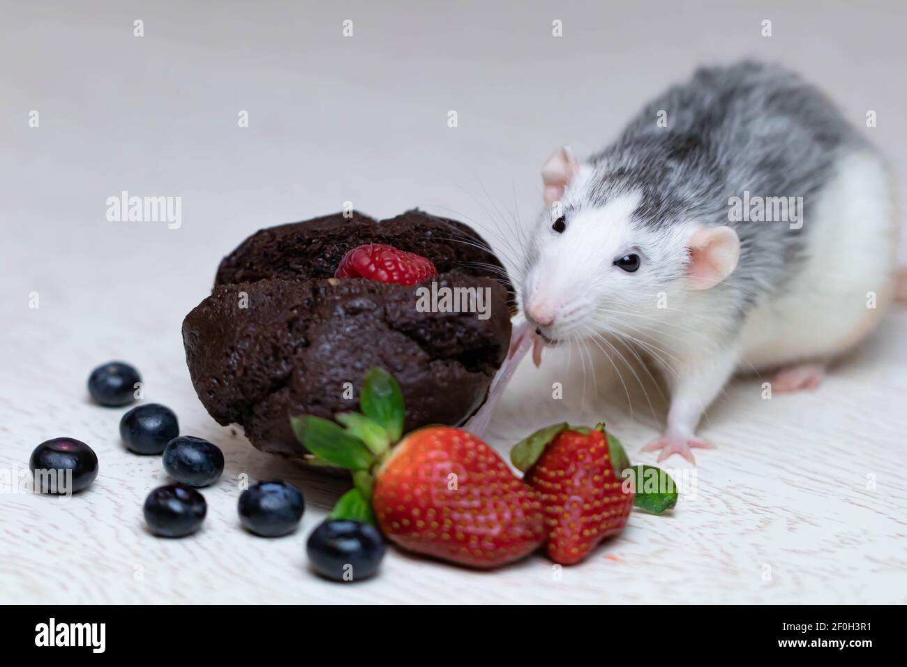 Rat with blueberries hi-res stock photography and images - Alamy