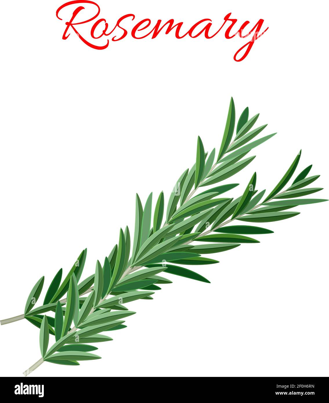 Green rosemary plant Stock Vector Images - Alamy