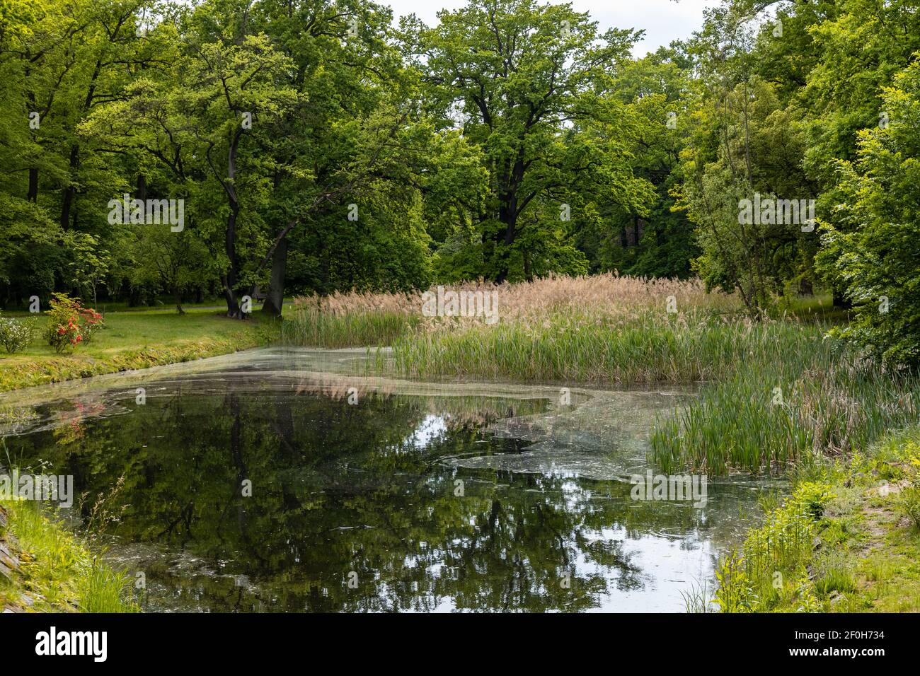 High old trees and bushes around small pond with reflection in water ...