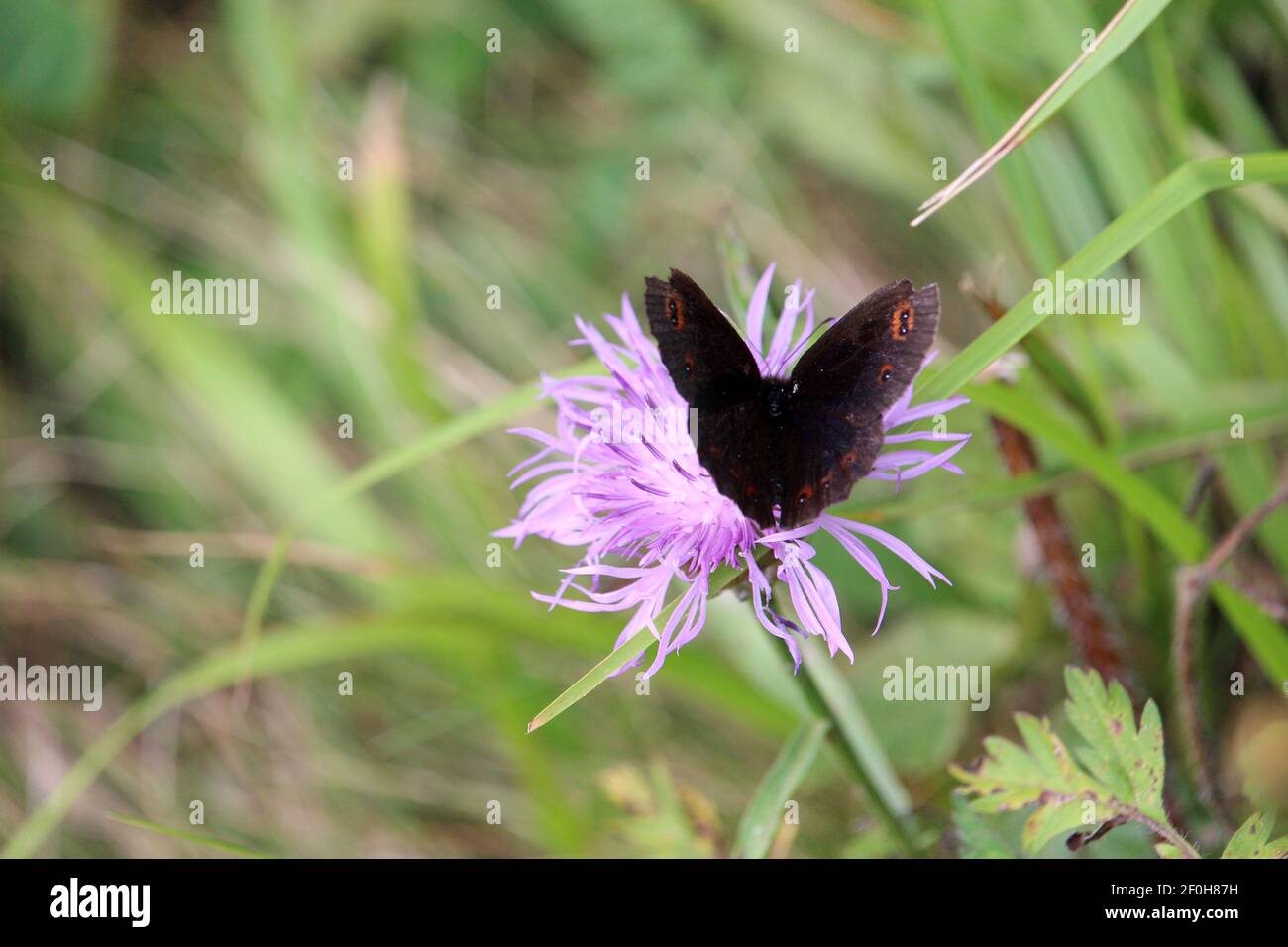 Butterfly sitting on a lilac flower Stock Photo - Alamy