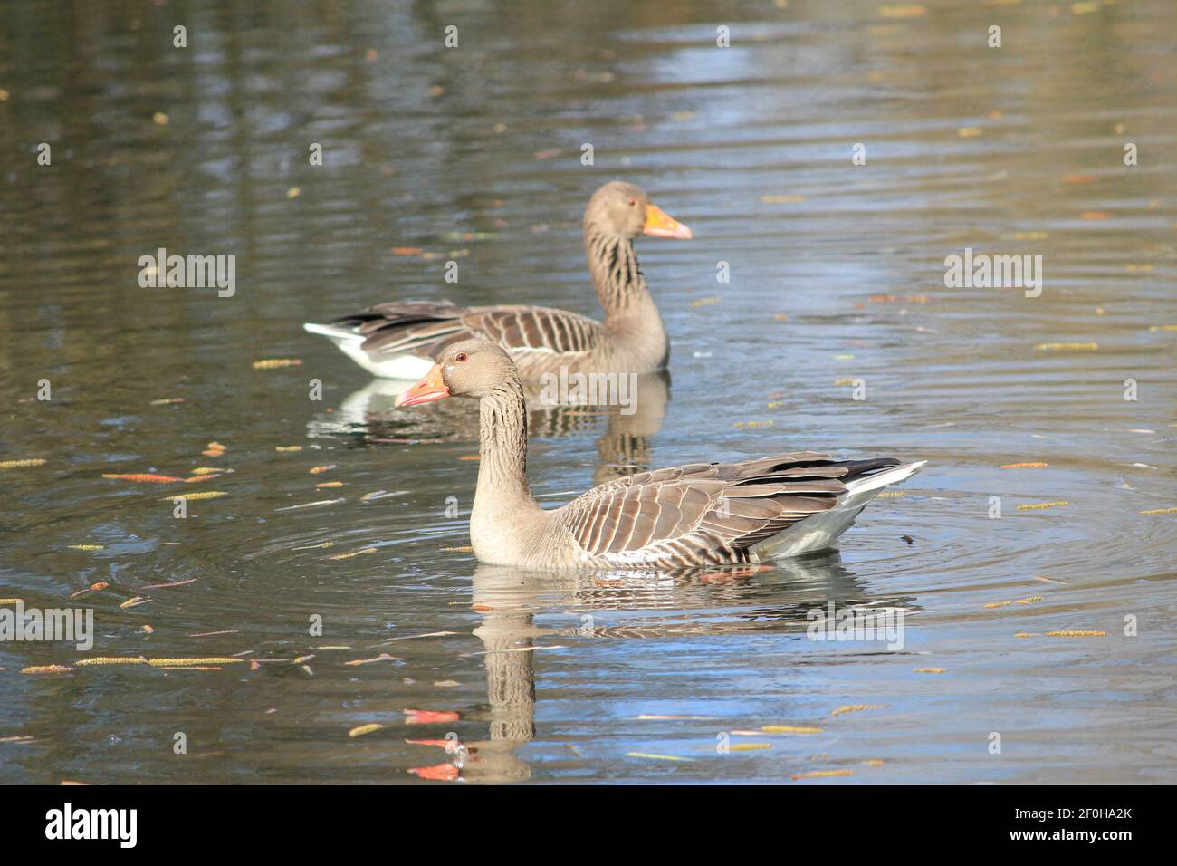 Greylag goose in citypark Staddijk Stock Photo - Alamy