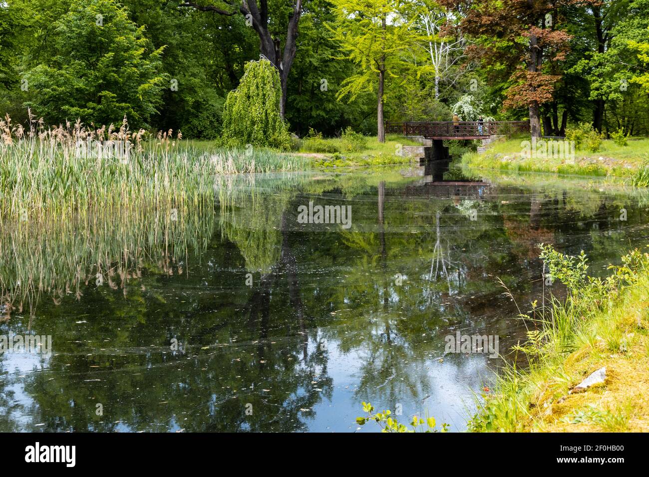 High old trees and bushes around small pond with reflection in water ...
