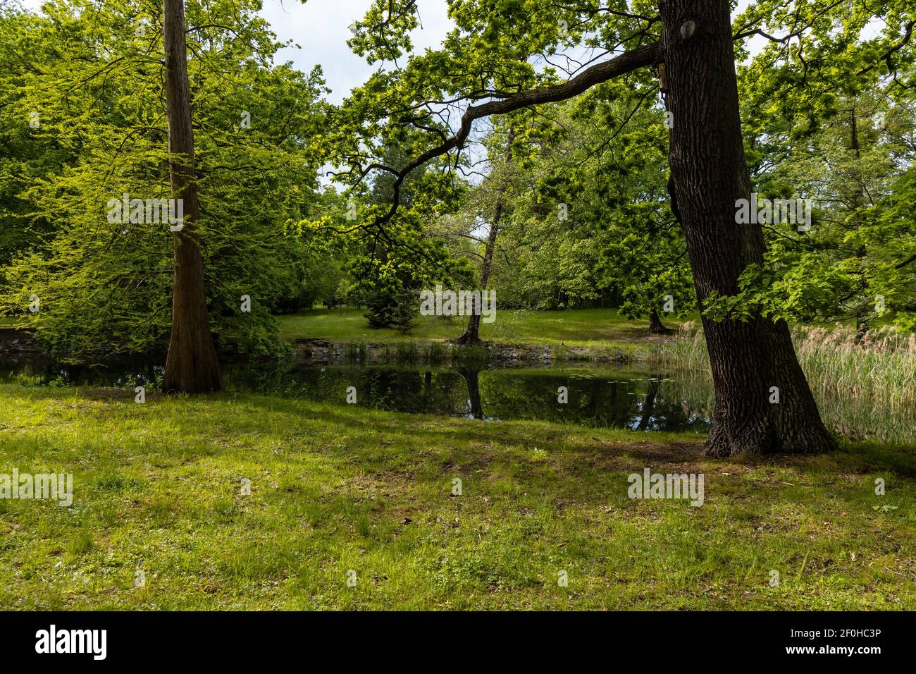 High old trees and bushes around small pond with reflection in water ...