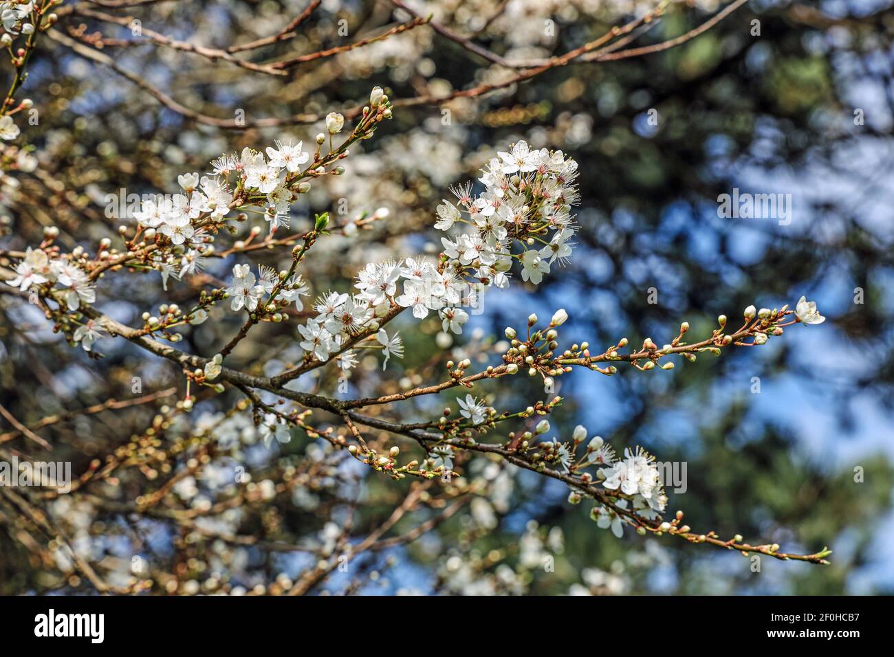 A pretty white Hawthorn blossom and buds early March adds warmth and ...