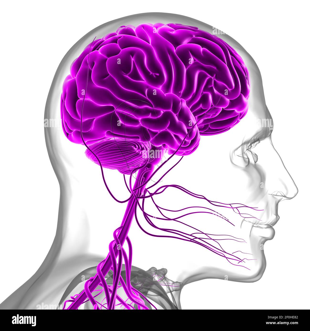 Human Brain Anatomy For Medical Concept 3D Illustration Stock Photo - Alamy